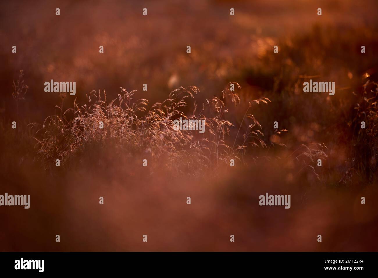 Grasses, back light Stock Photo - Alamy