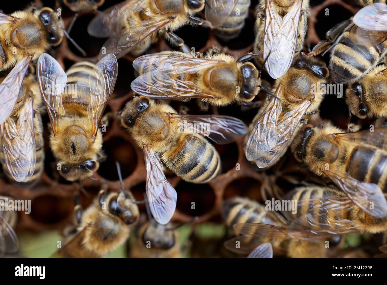 Beekeeping, hive, honeycomb, full, honey bee Stock Photo - Alamy