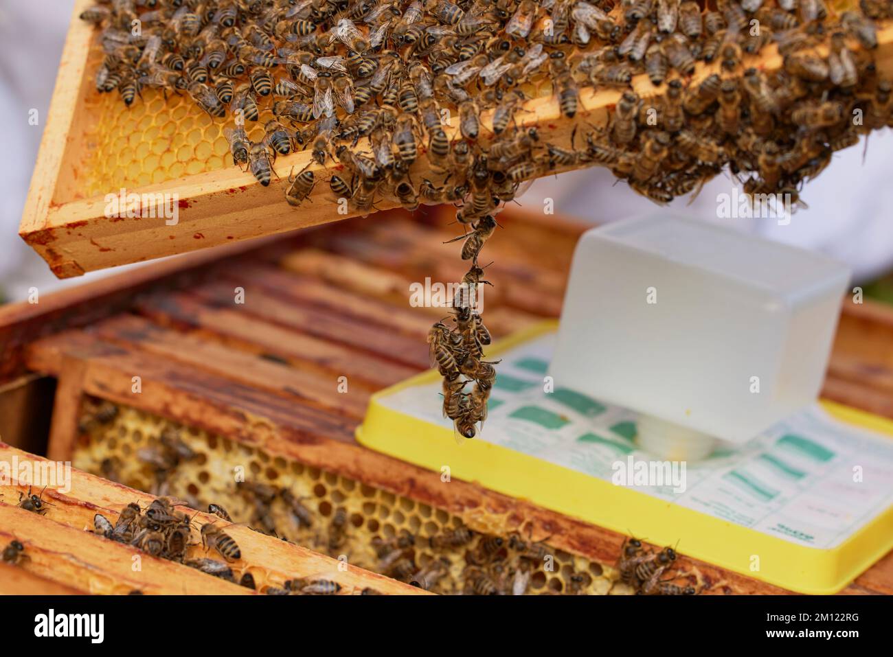 Beekeeping, hive, honeycomb, full, honey bee Stock Photo - Alamy