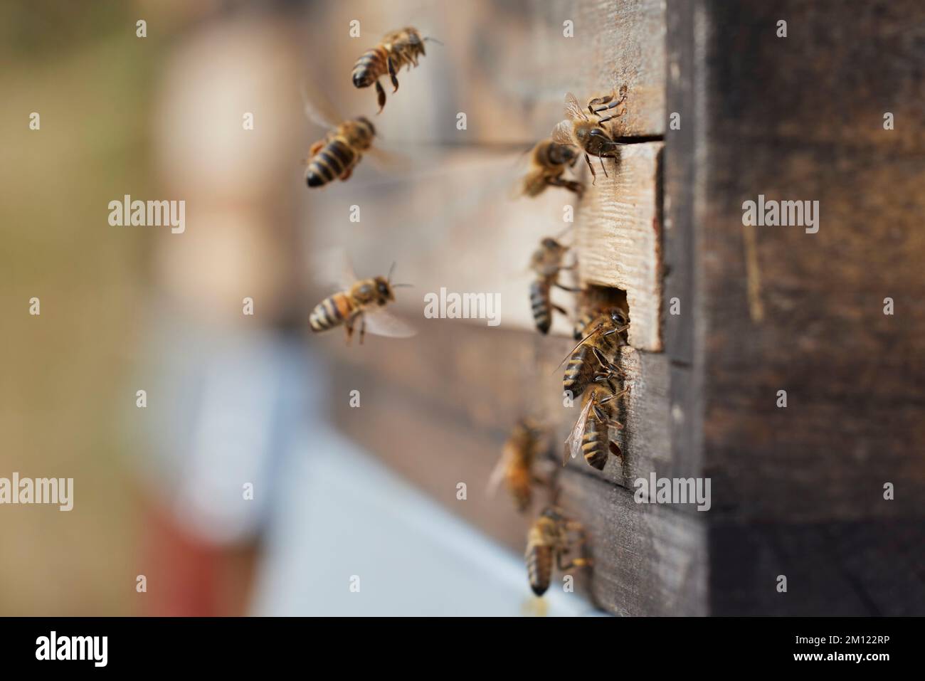 Beekeeping, hive, hive, entry Stock Photo - Alamy