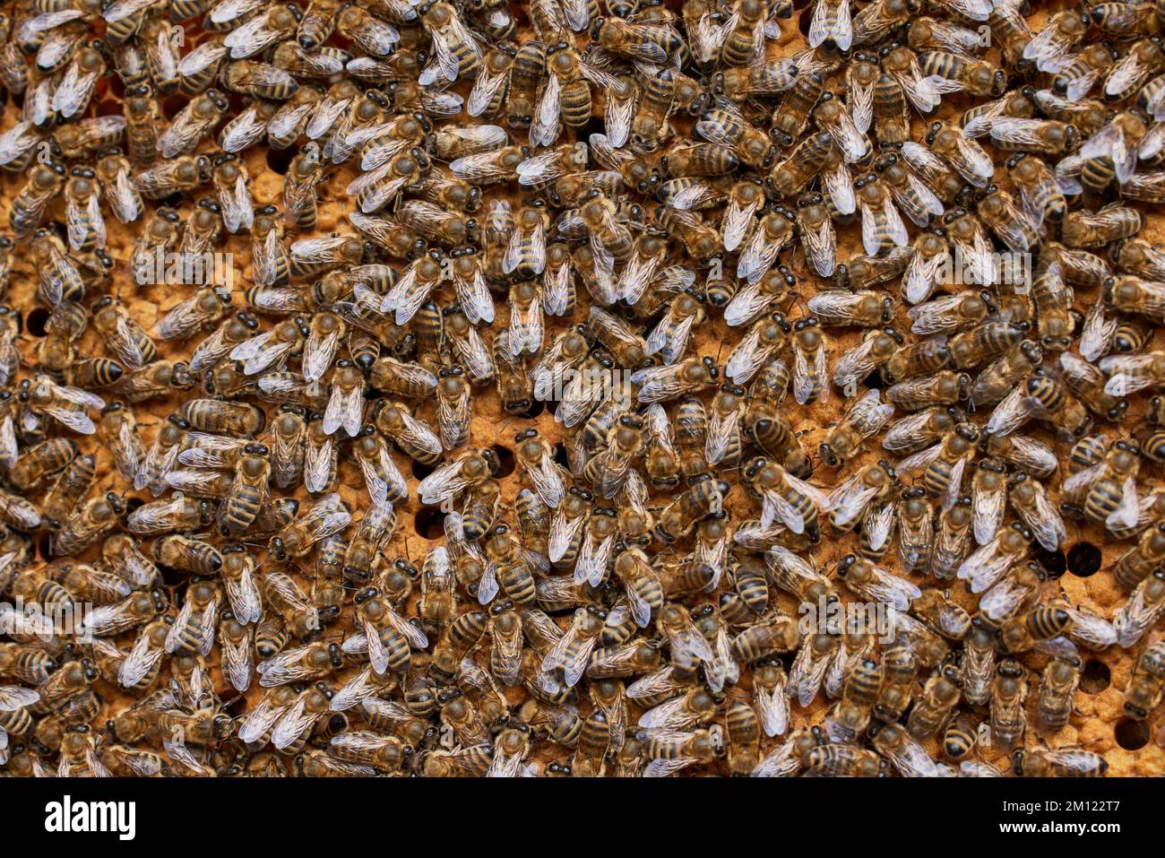 Beekeeping, hive, honeycomb, full, honey bee Stock Photo - Alamy