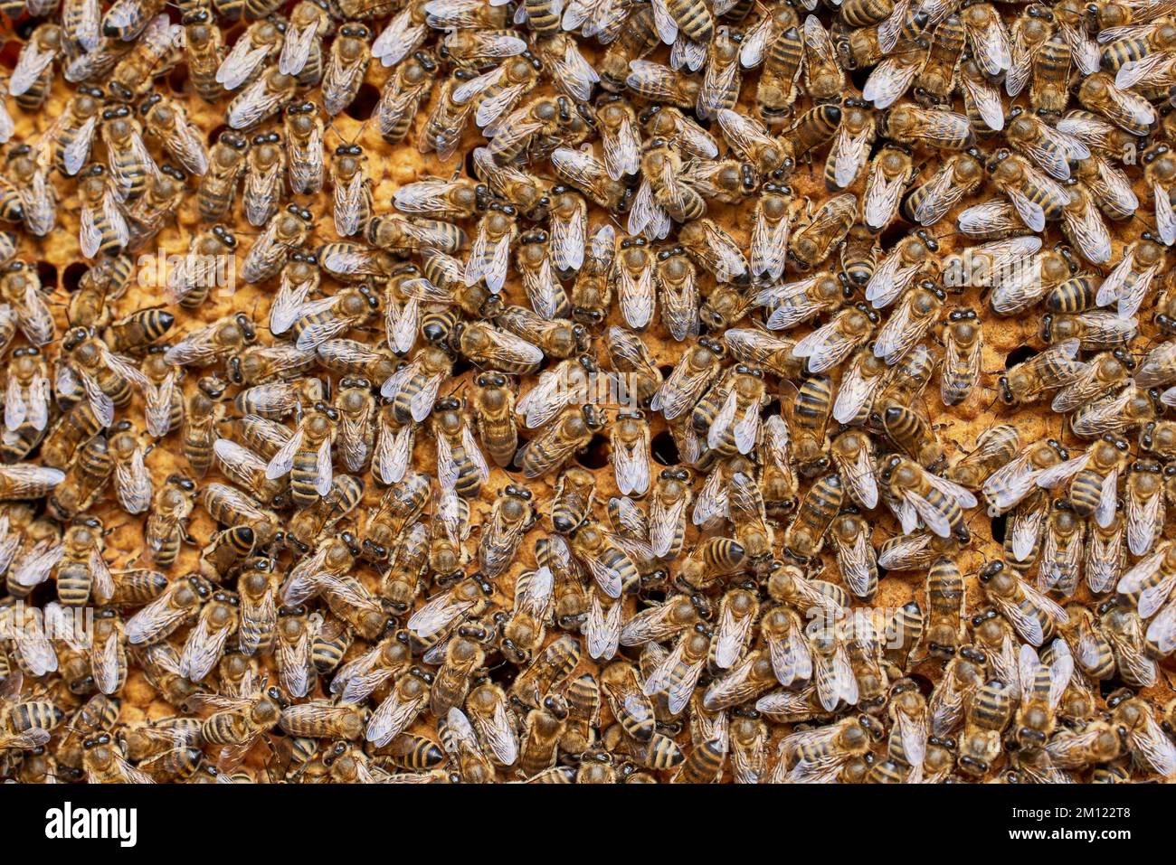 Beekeeping, hive, honeycomb, full, honey bee Stock Photo - Alamy