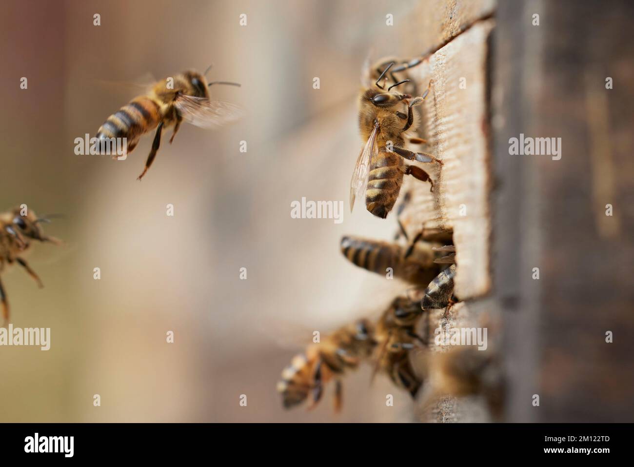 Beekeeping, hive, hive, entry Stock Photo - Alamy