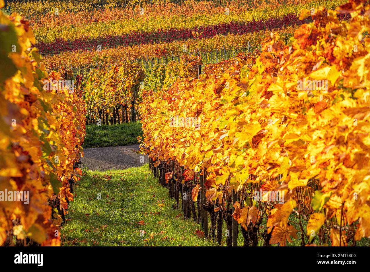 German vines hi-res stock photography and images - Alamy