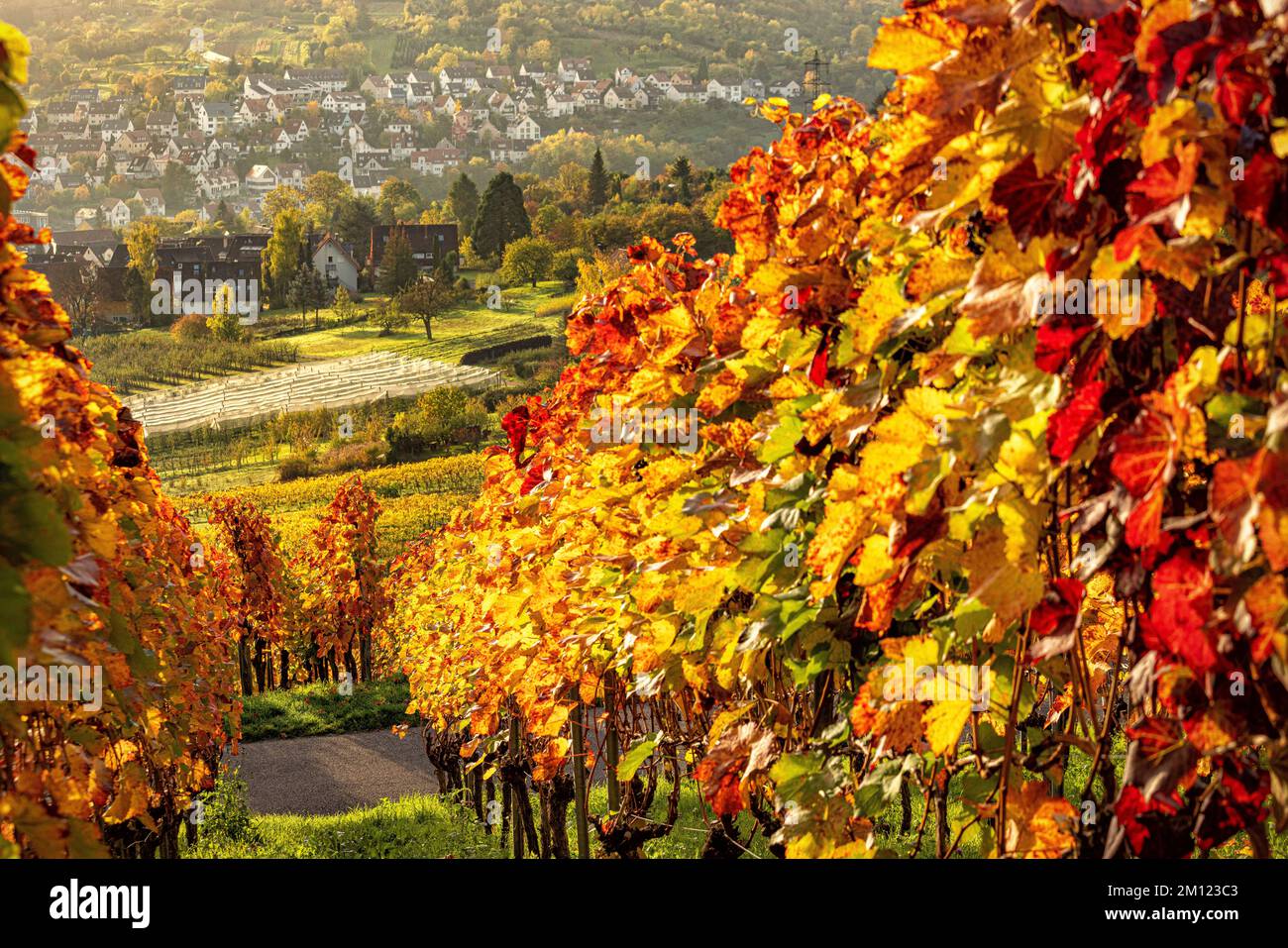 Vines and stuttgart uhlbach in autumn hi-res stock photography and ...