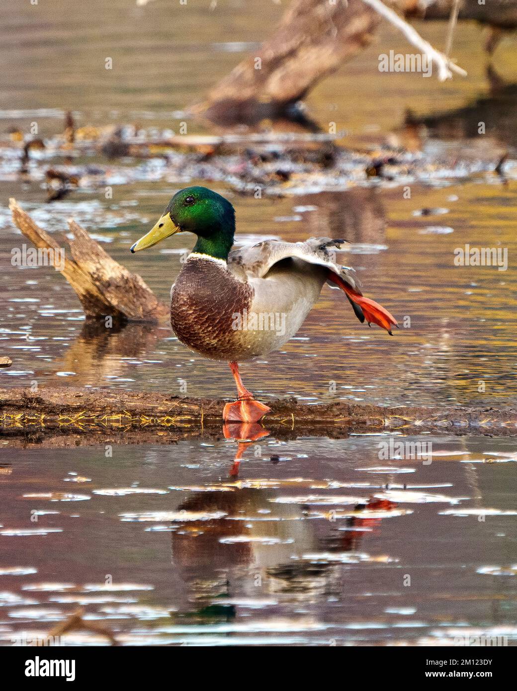 Duck standing on a log and dancing on one foot and displaying ...