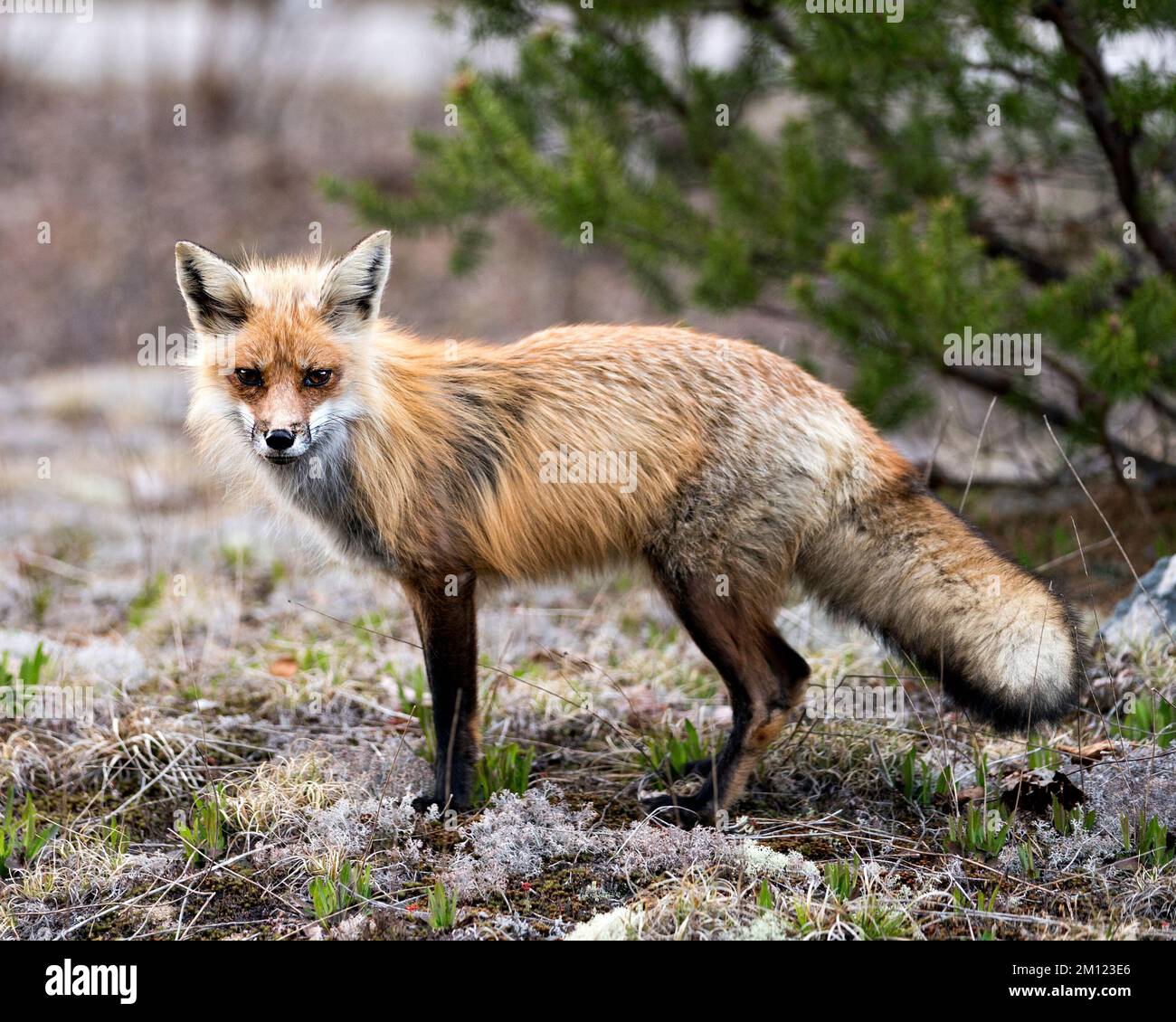 Red fox close-up profile side view looking at camera with a blur forest ...