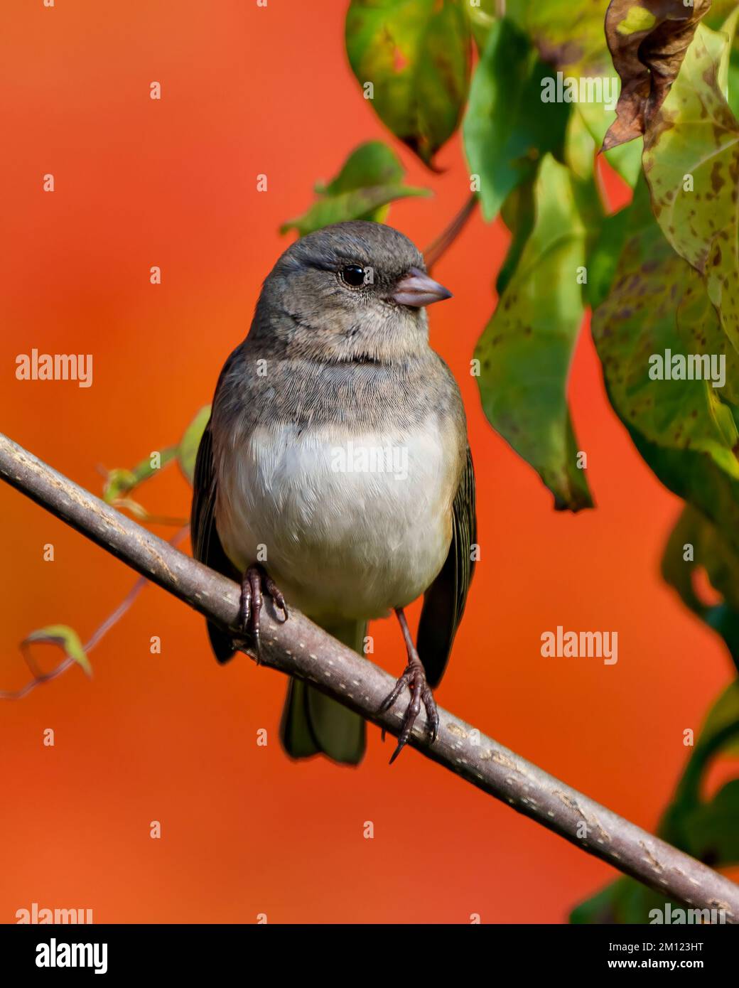 Junco close-up front profile view perched with a orange background in ...