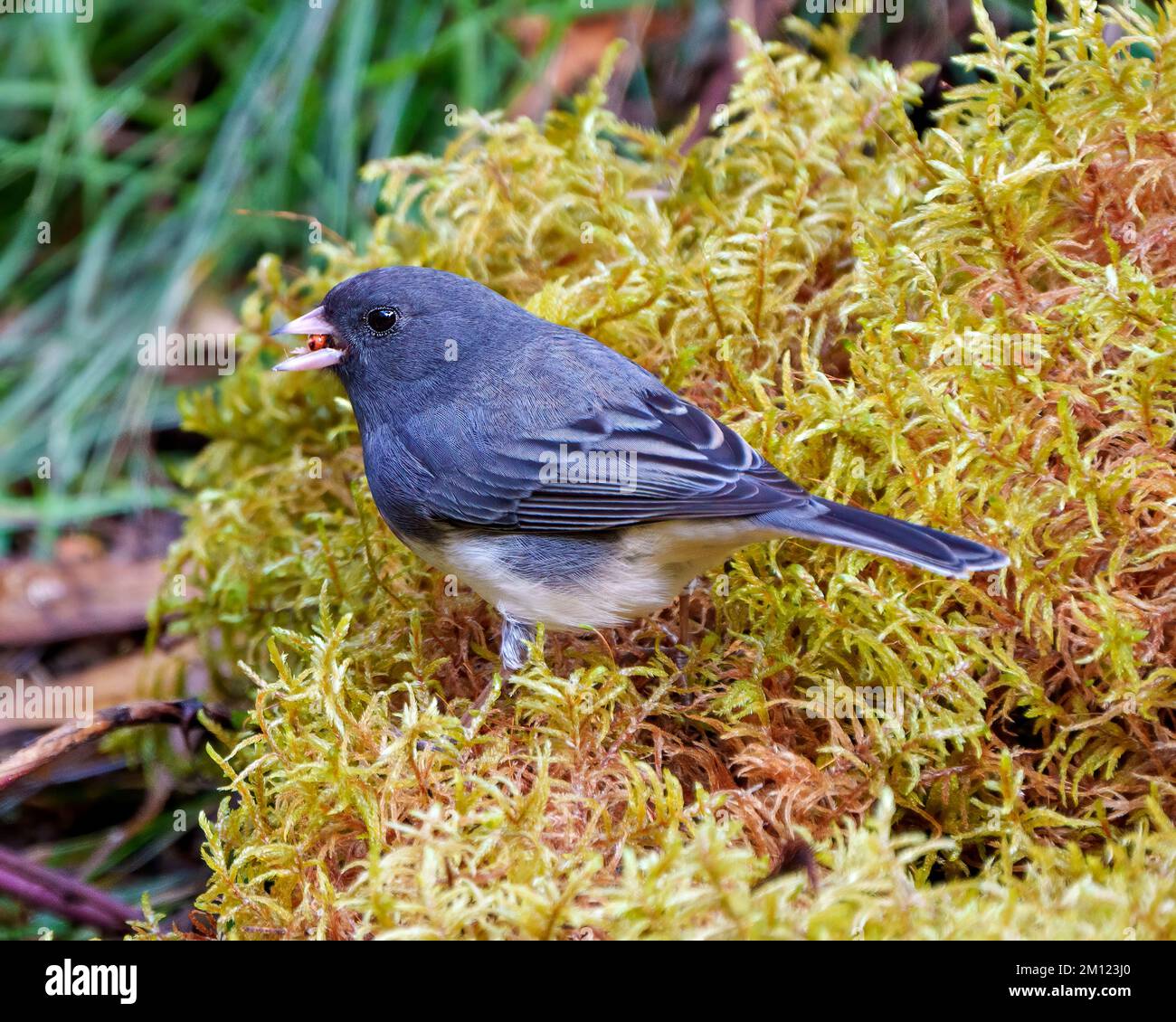 Junco close-up profile side view standing on moss with food in its beak ...