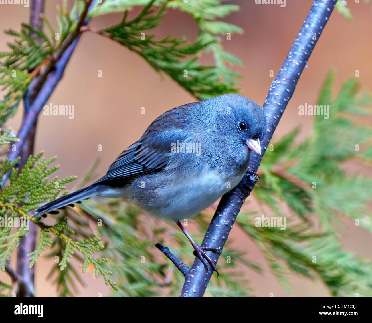 Junco close-up profile side view perched with a coniferous forest ...