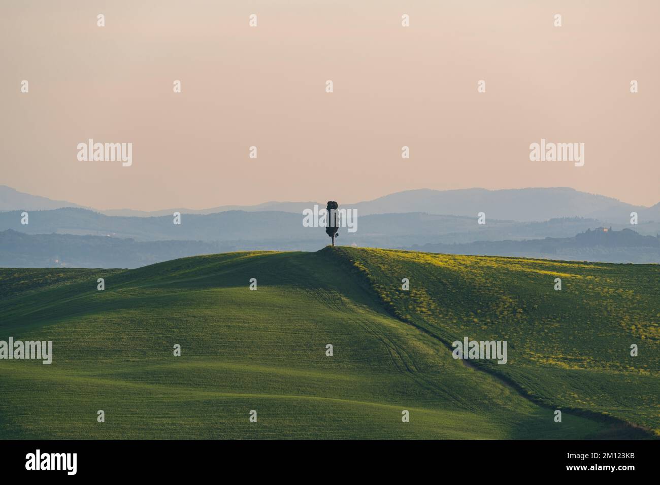 Single cypress tree hi-res stock photography and images - Alamy