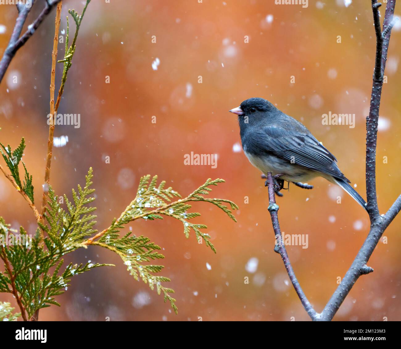 Junco close-up profile side view perched with a orange background and ...