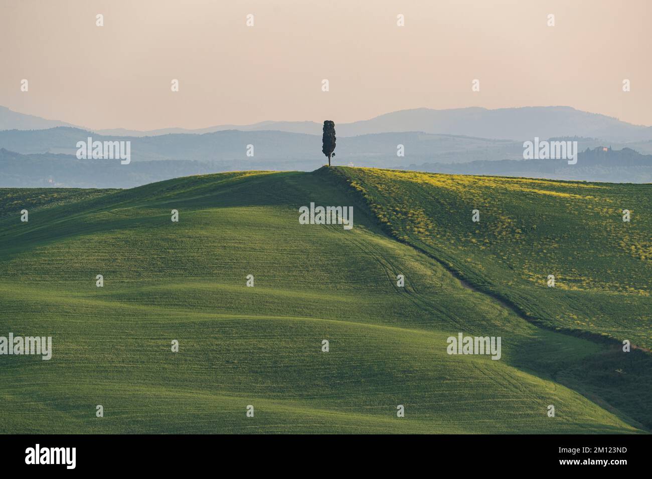 Cypress tree on hill, Tuscany, Italy Stock Photo - Alamy