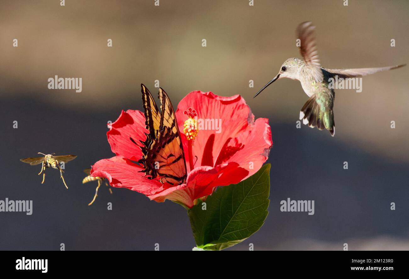 Hummingbird, butterfly, and wasps at Hibiscus flower to get nectar, in ...