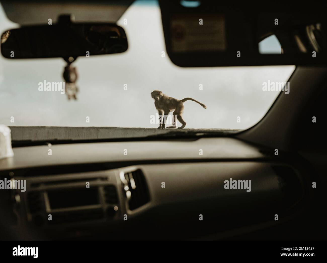 Saudi Arabia, Najran province, Najran, monkey, car, dashboard Stock ...
