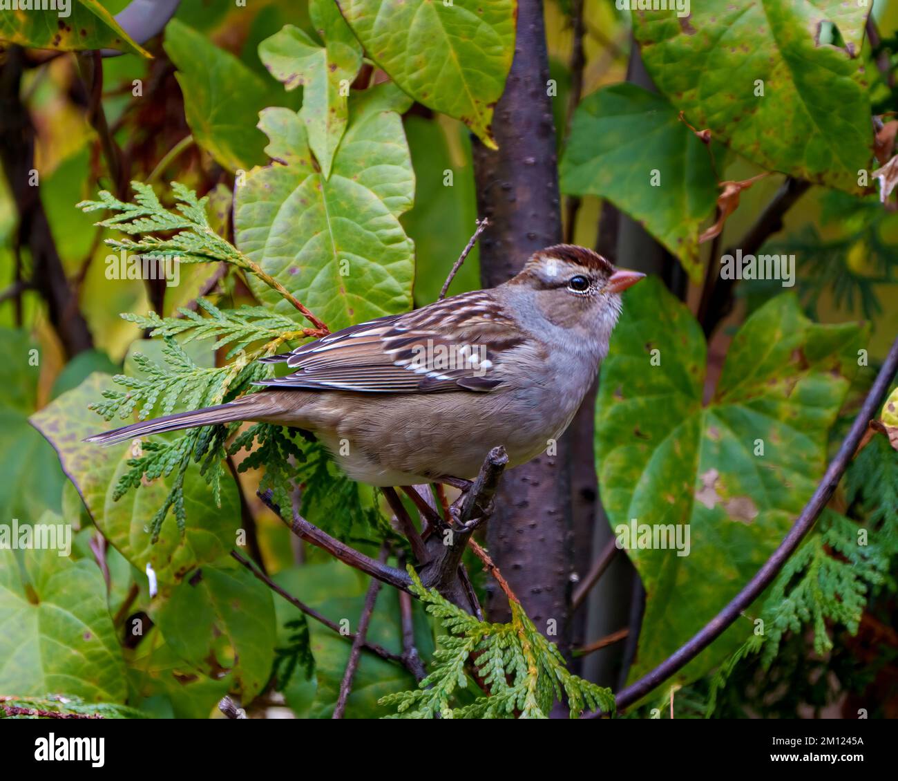 White-crowned Sparrow perched on a coniferous tree branch with green ...