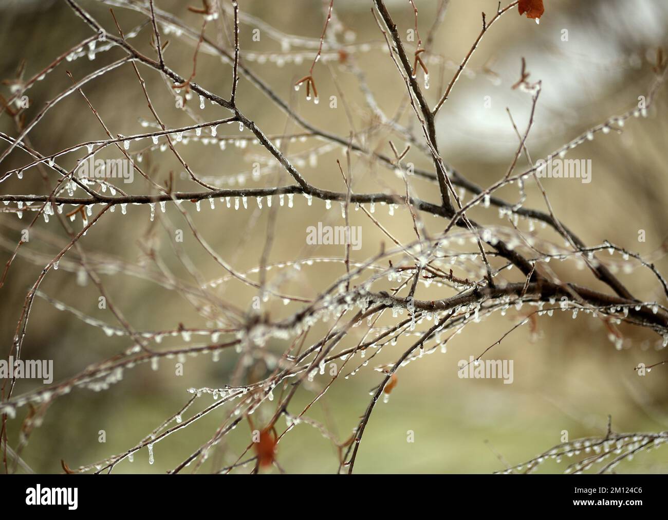 Ice droplets hanging off of a river birch tree (Betula nigra) in ...