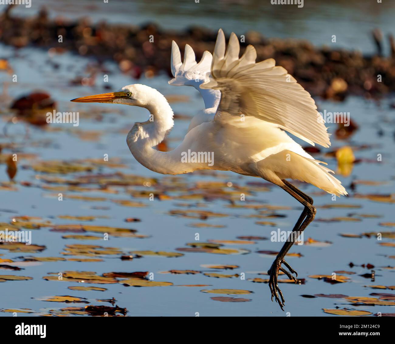 Great White Egret flying over water and displaying spread wings and ...