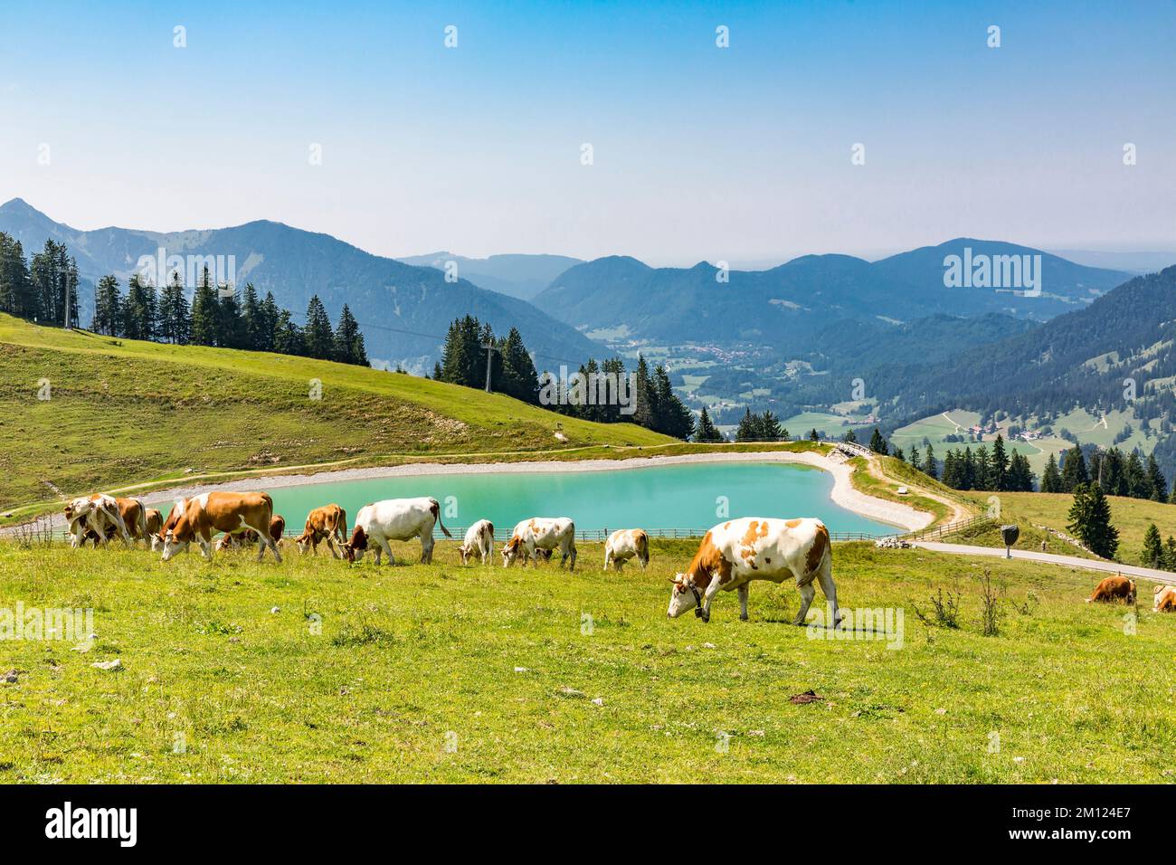 Cows on the mountain pasture, Sudelfeld reservoir, Oberes Sudelfeld ...
