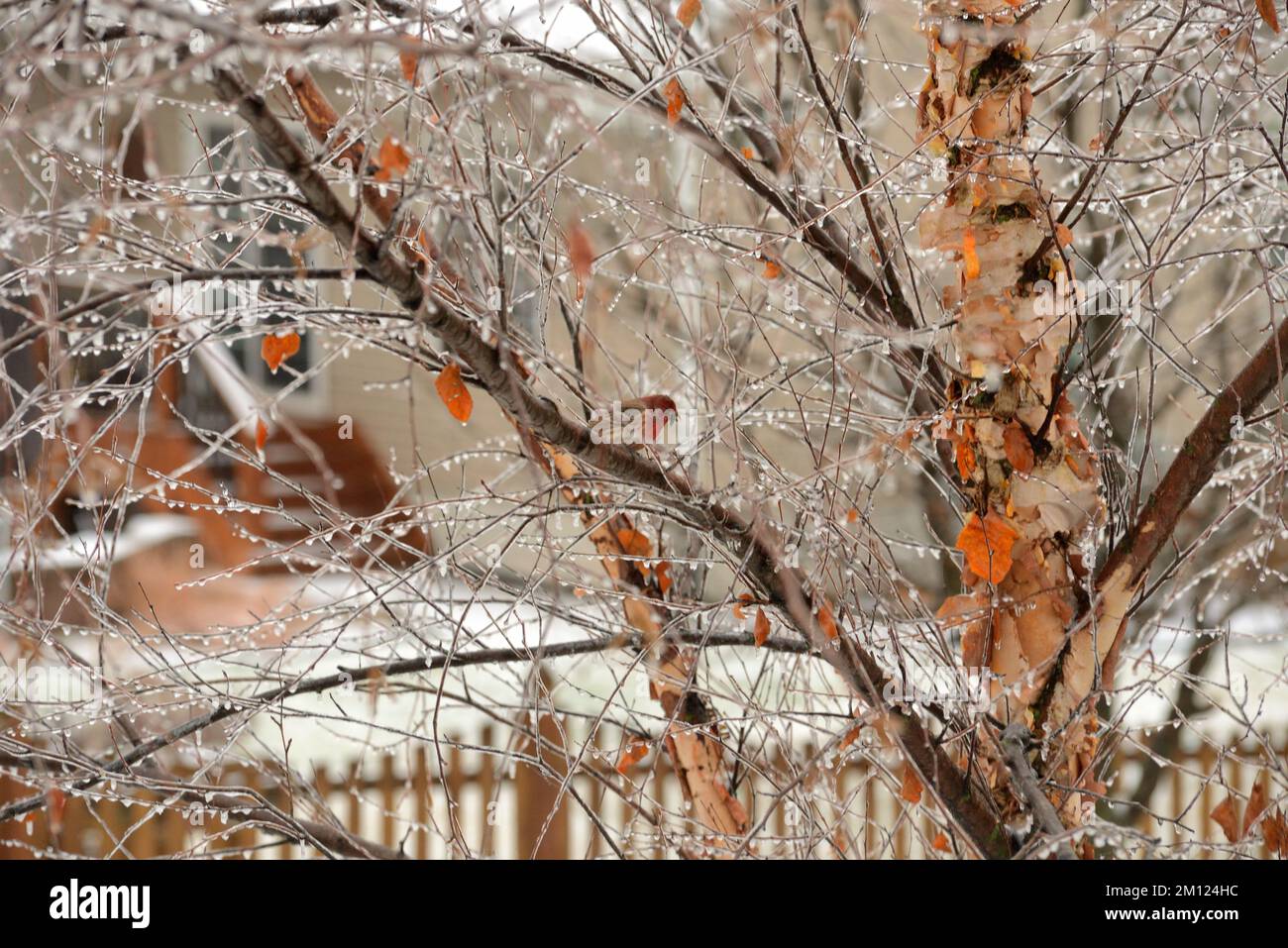 Male red House Finch (Haemorhous mexicanus) sitting in a river birch ...