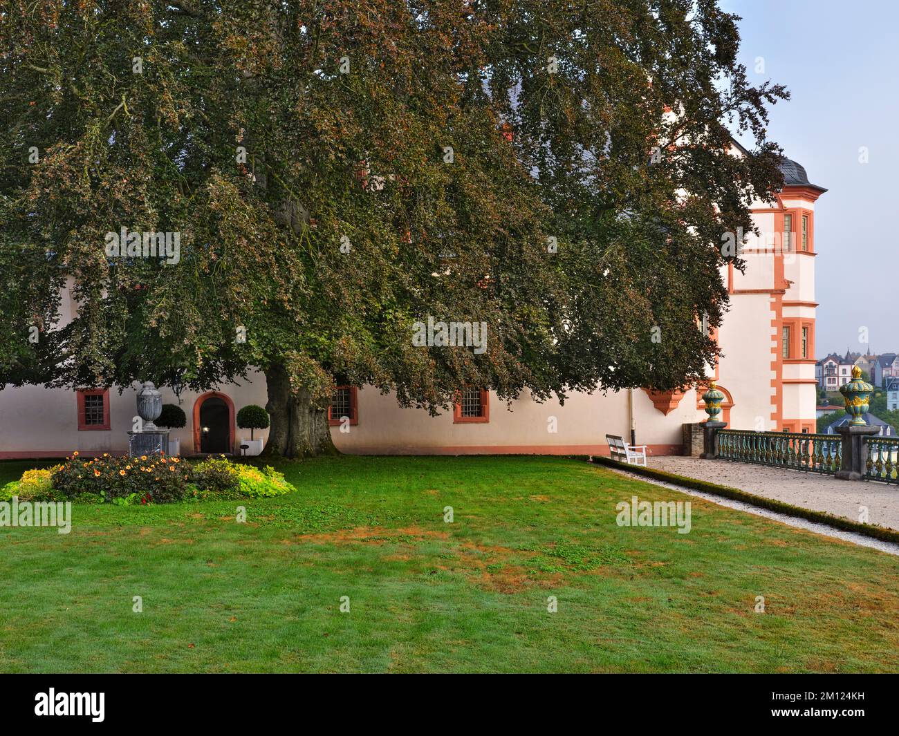 Blood beech fagus sylvatica atropunicea in upper castle garden hi-res ...