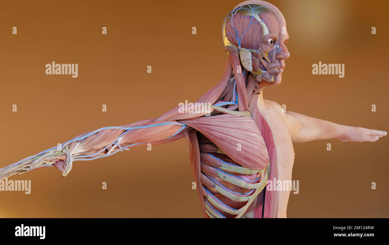 3d illustration of Human anatomy, muscles, organs, bones. Creative ...