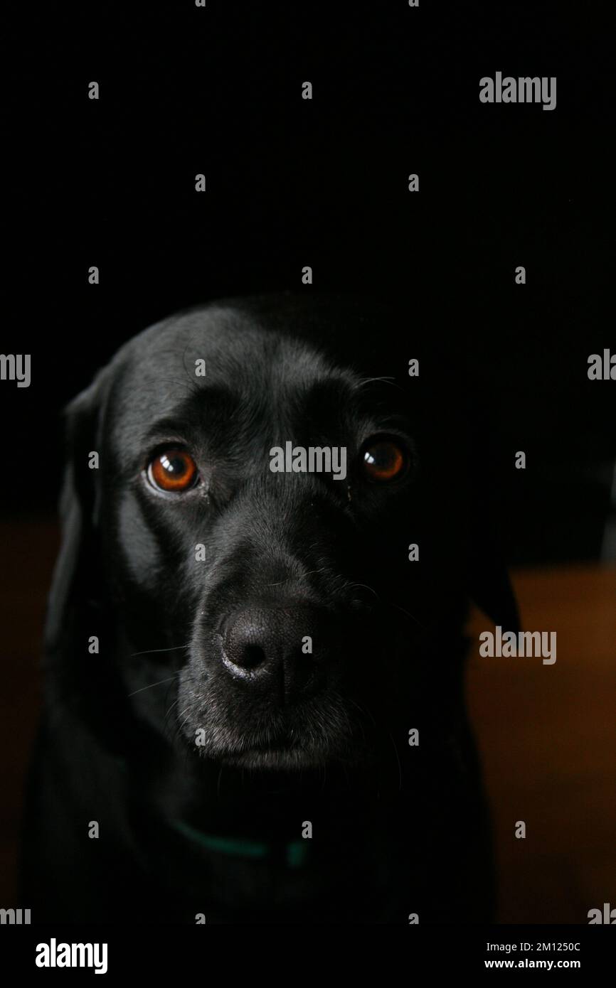 black labrador puppy, pet photography, female black Labrador, black ...
