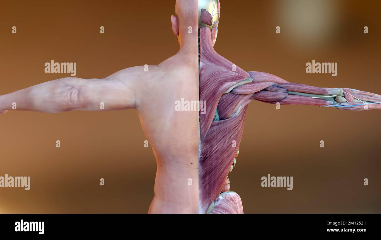 3d illustration of Human anatomy, muscles, organs, bones. Creative ...