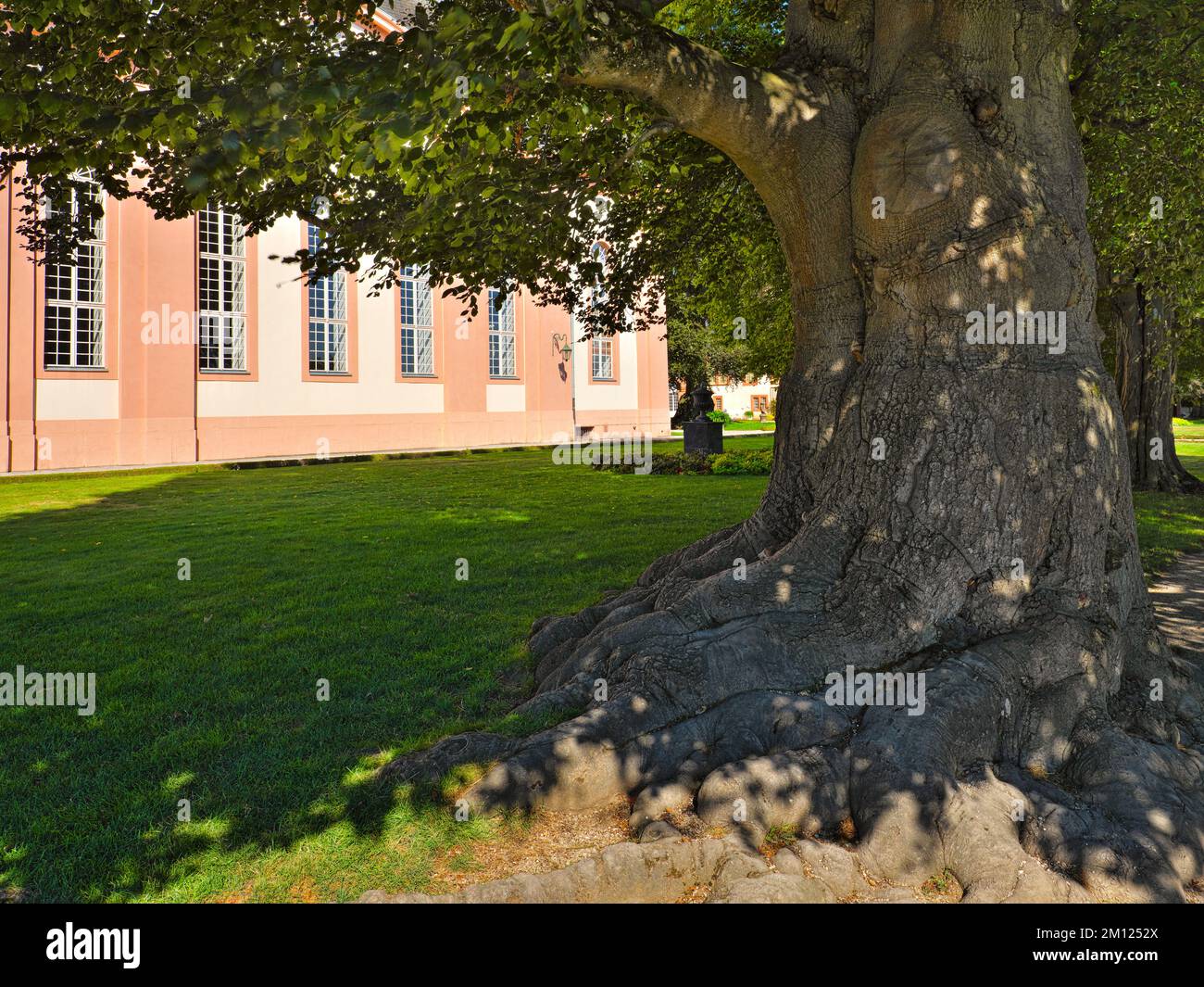 Copper beech fagus sylvatica atropunicea in upper castle garden hi-res ...