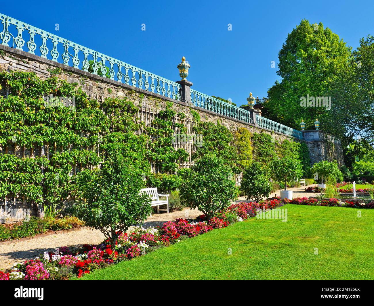 Pear trellis trees hi-res stock photography and images - Alamy