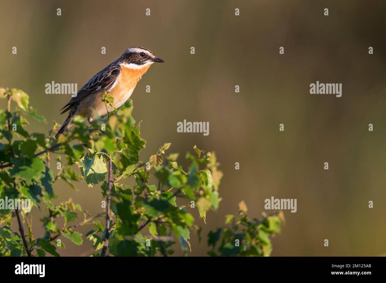 Bird of the year 2023 hi-res stock photography and images - Alamy