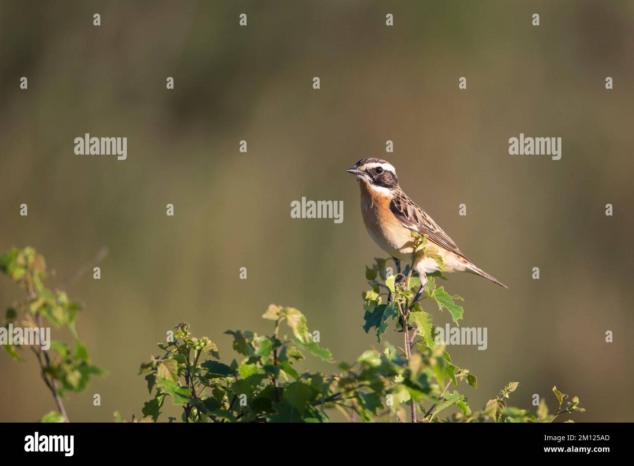 Whinchat, Saxicola rubetra, Bird of the Year 2023 Stock Photo - Alamy
