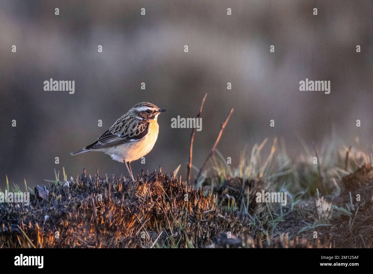 Bird of the year 2023 hi-res stock photography and images - Alamy