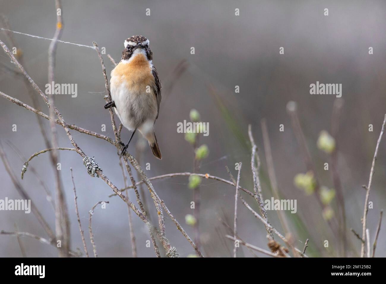 Whinchat, Saxicola rubetra, Bird of the Year 2023 Stock Photo - Alamy