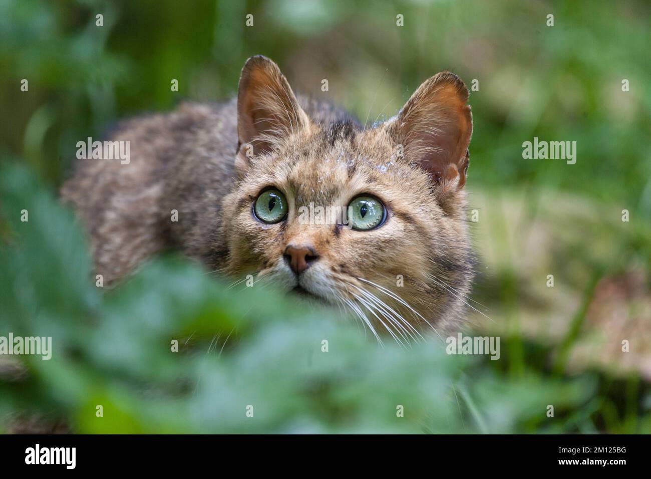 Solling hills hi-res stock photography and images - Alamy