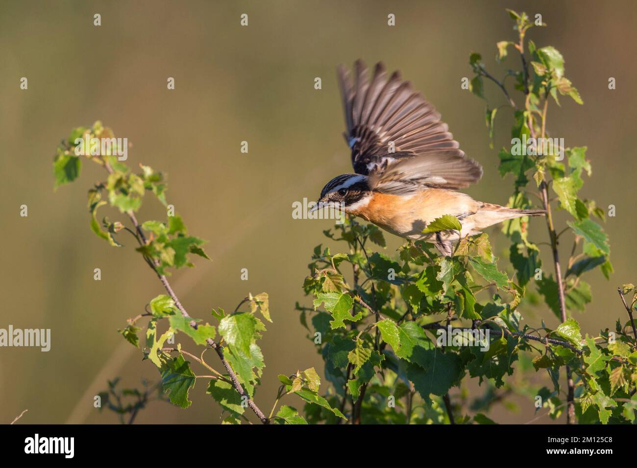 Munster 2023 hi-res stock photography and images - Alamy