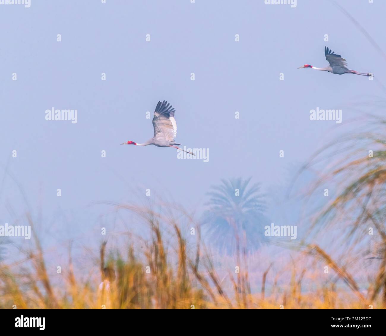 Sarus crane flying hi-res stock photography and images - Alamy
