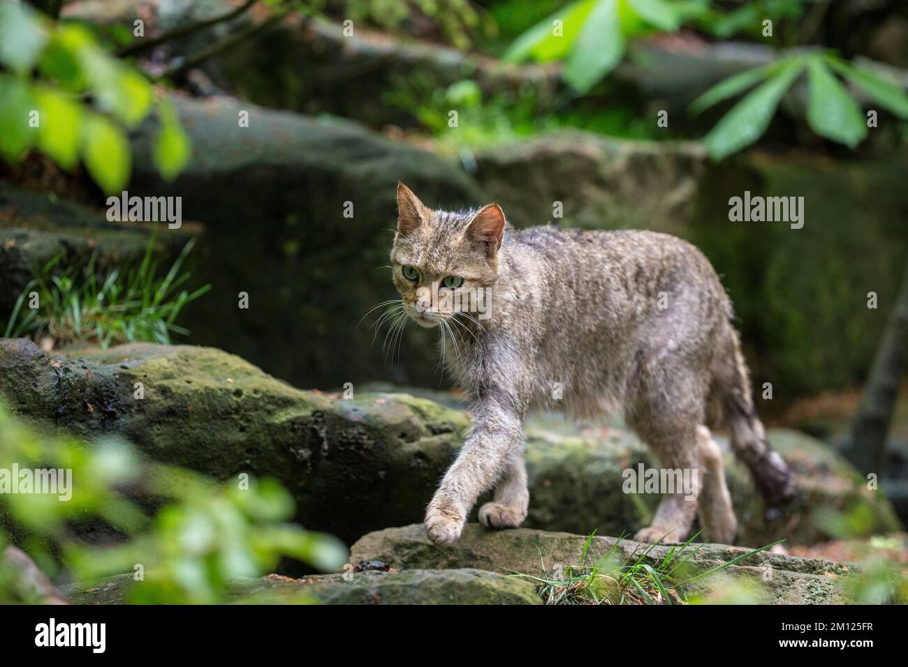 European Wildcat Felis Silvestris Stock Image Image Of