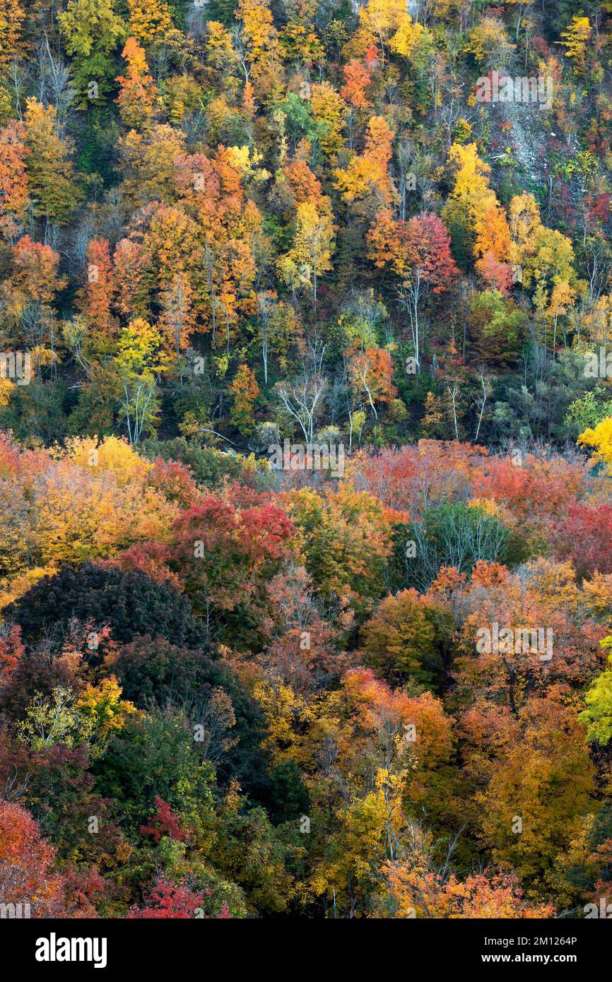 Canada, Ontario, Niagara Falls, The Niagara Gorge in Autumn with full ...