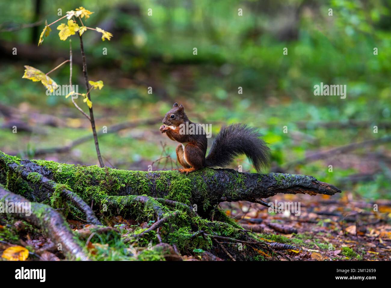 Dark brown squirrel Stock Photo - Alamy