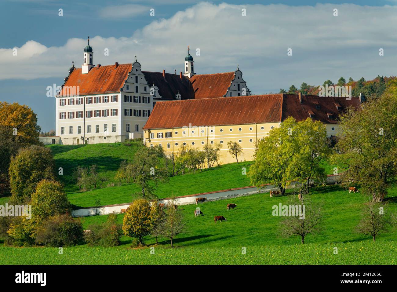 Mochental castle, cattle on the pasture Stock Photo - Alamy