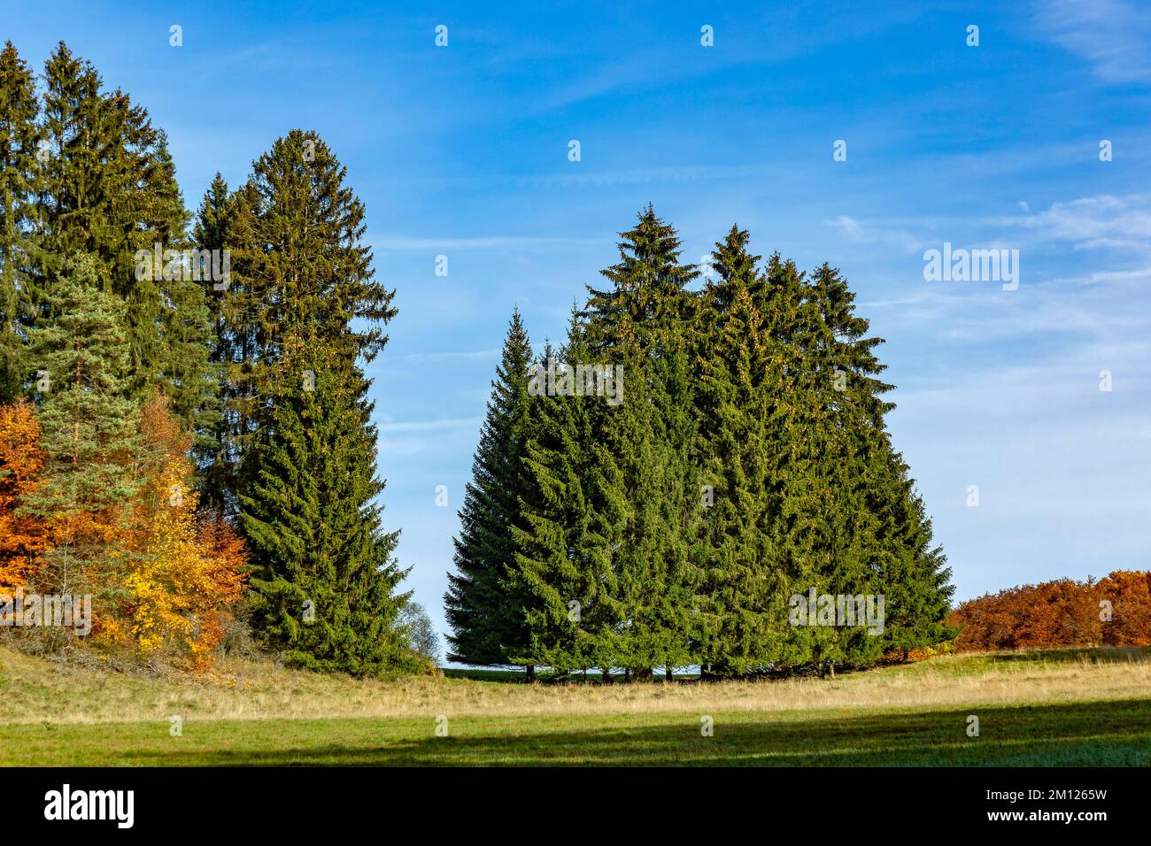 Group trees in pine hi-res stock photography and images - Alamy