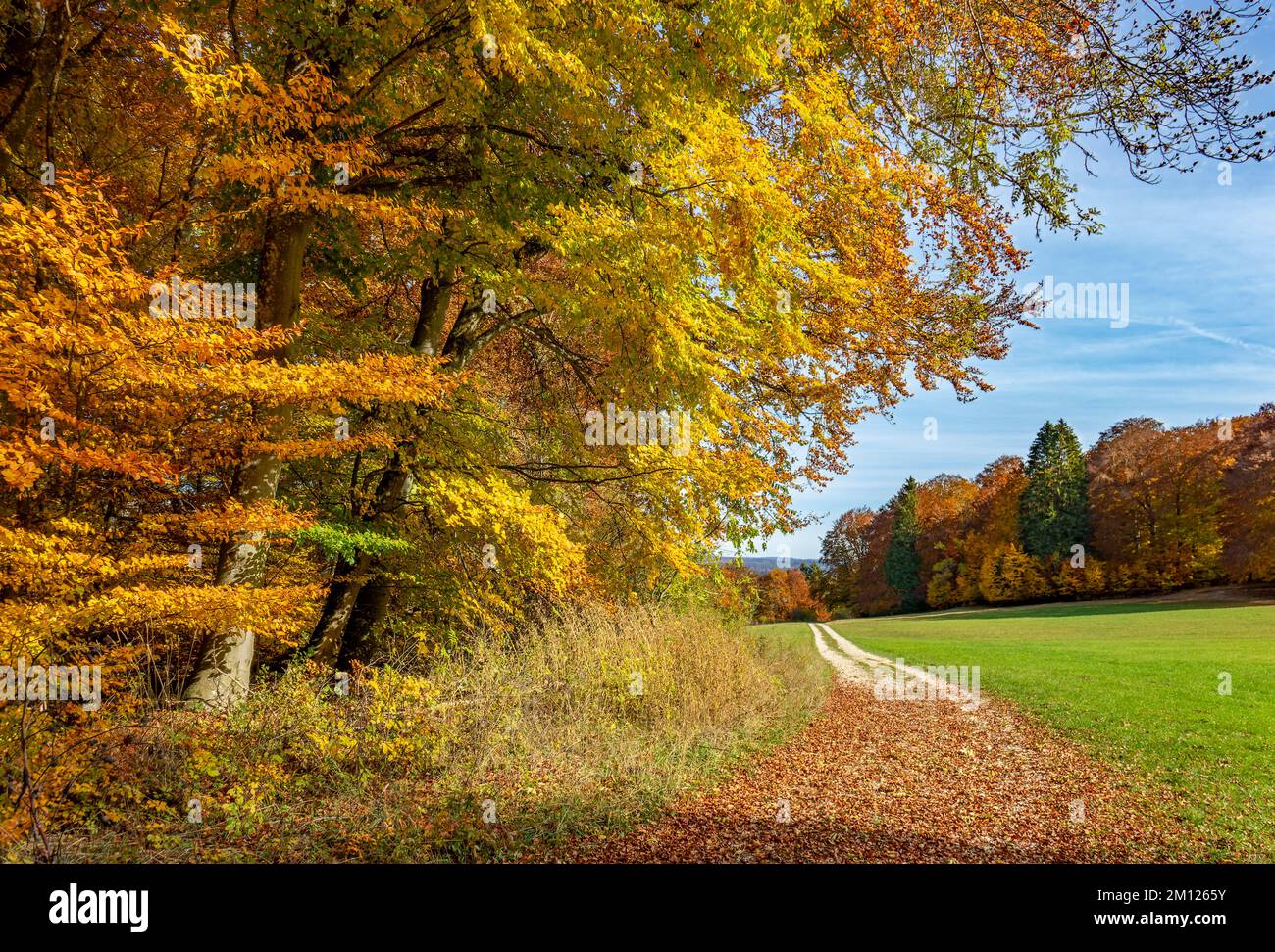 Forest track nature reserve hi-res stock photography and images - Alamy
