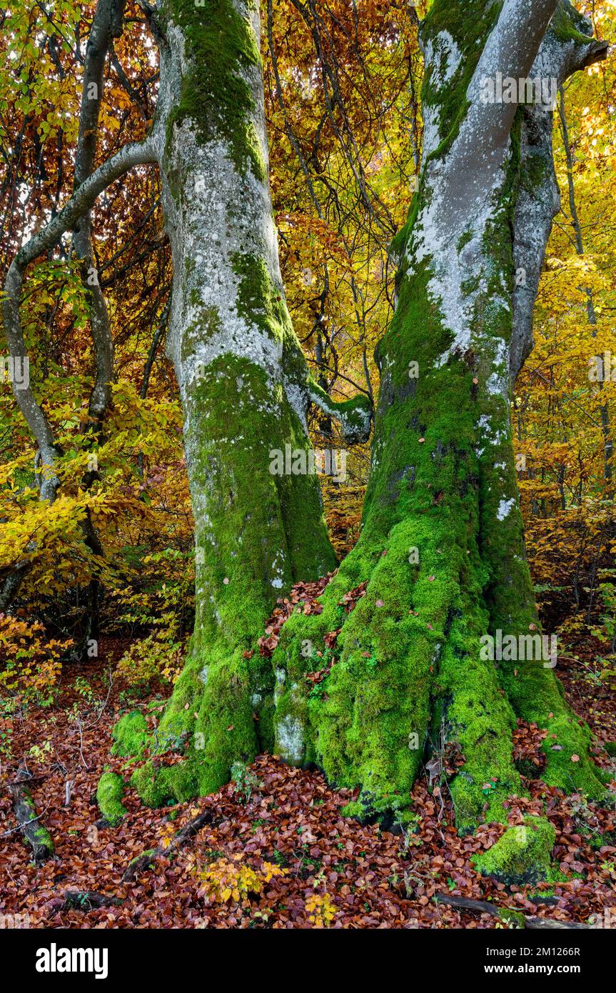 Moss covered beech tree in the greuthau nature reserve hi-res stock ...