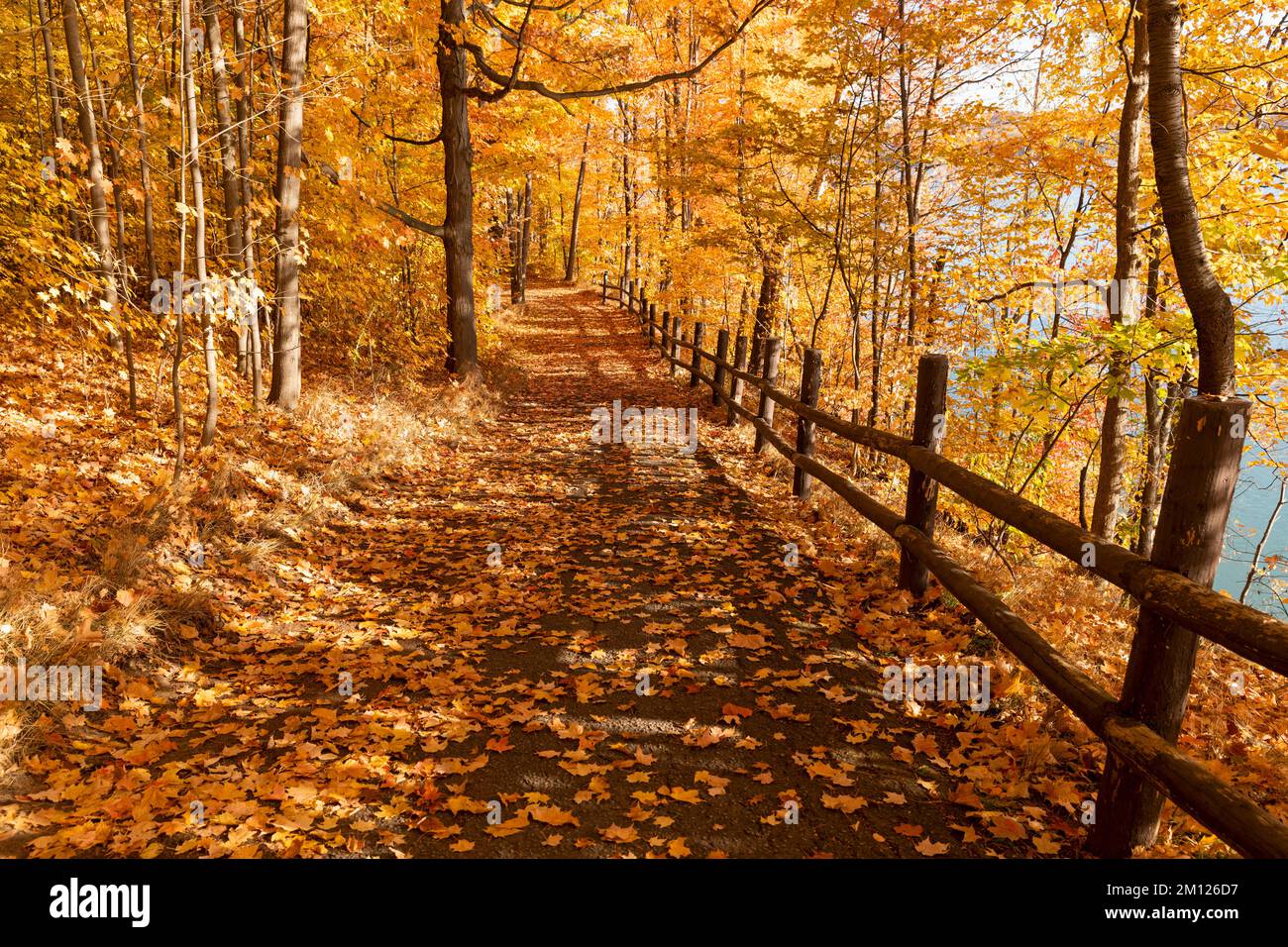 Canada, Ontario, Niagara on the Lake, path covered in autumn leaves ...