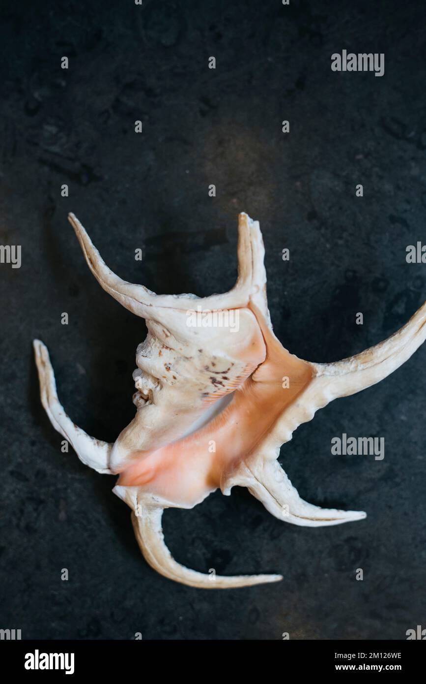 Large shell on a dark background Stock Photo - Alamy