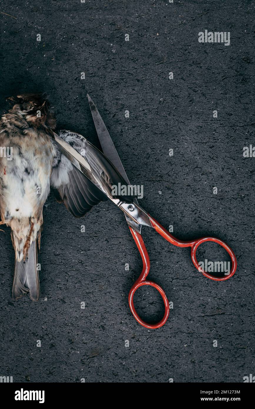 Metal scissors with red handle in wing of dead bird Stock Photo - Alamy