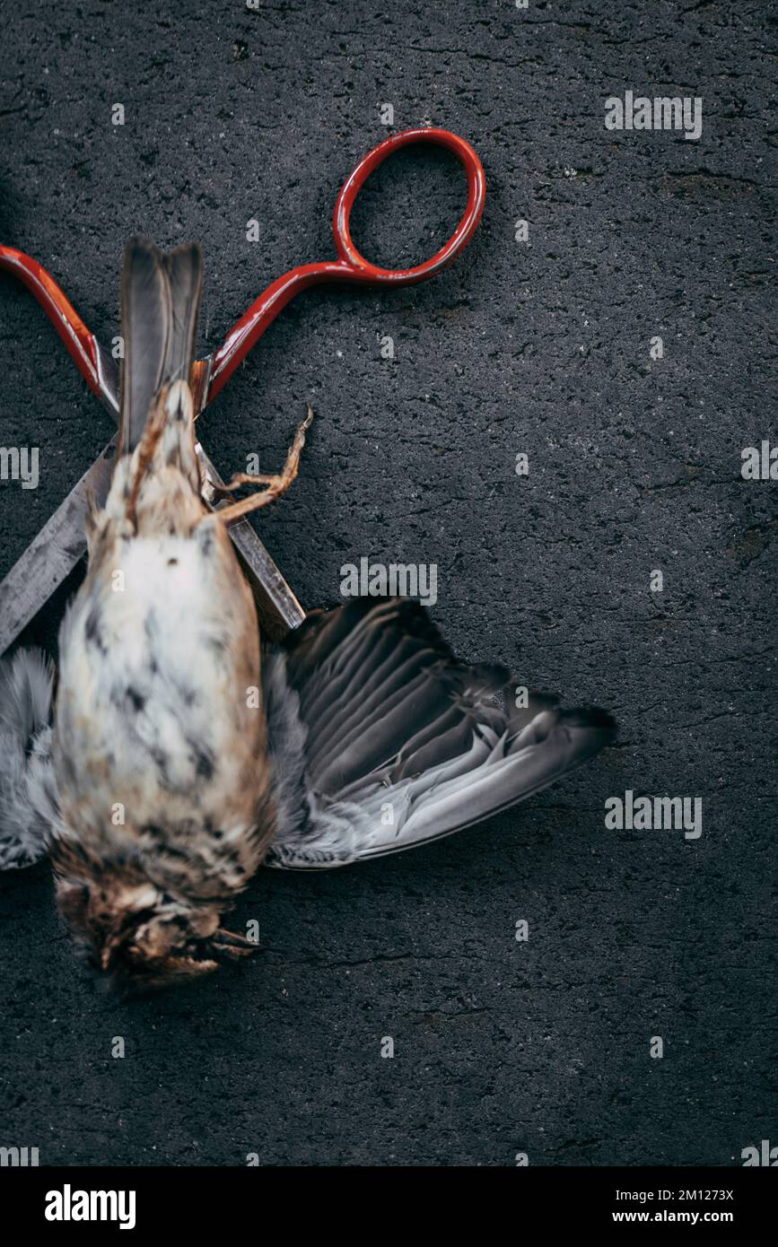 Red scissors under a dead bird Stock Photo - Alamy
