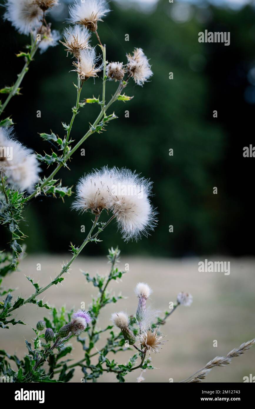 Edge withered hi-res stock photography and images - Alamy