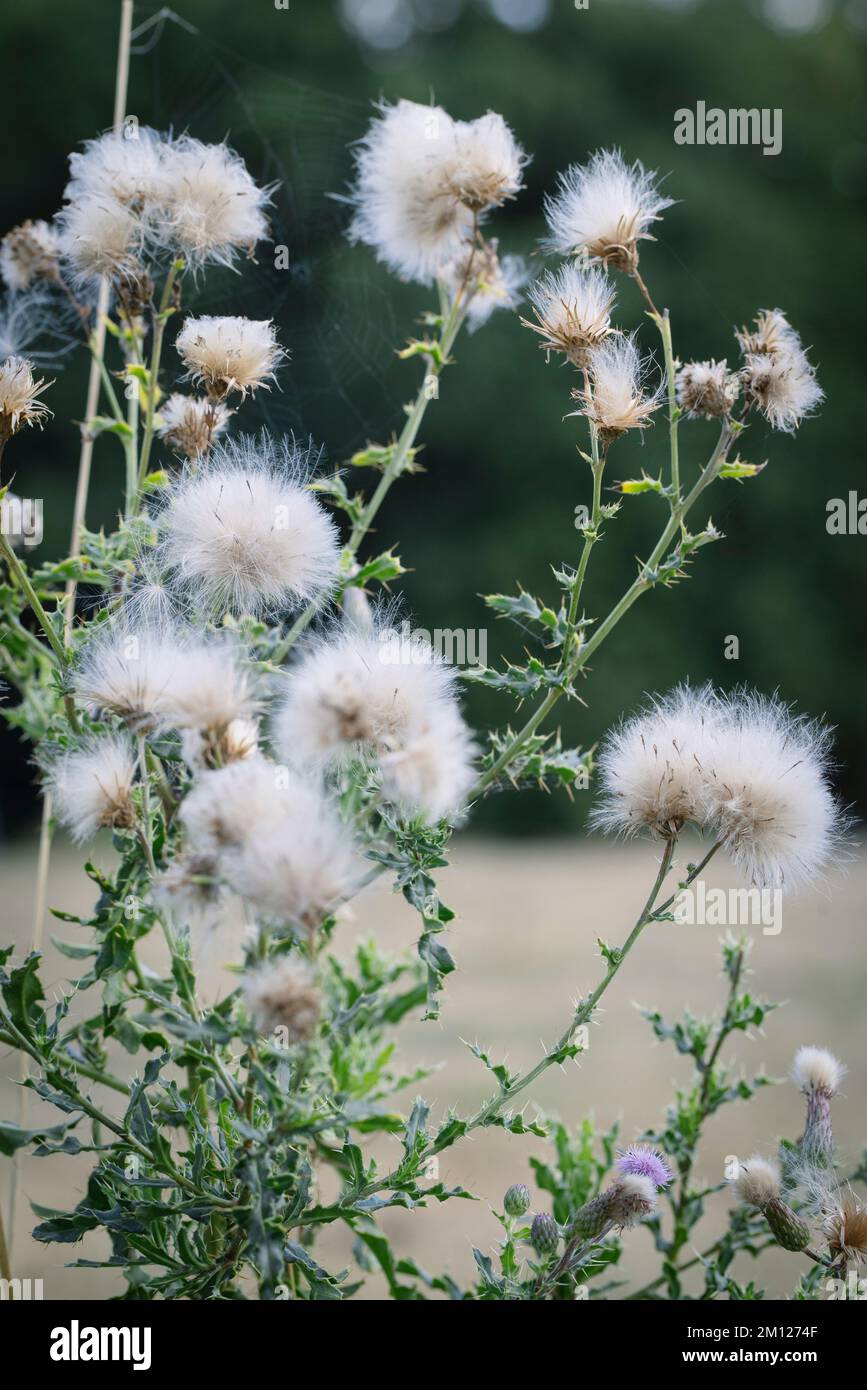 Withered field thistle at the edge of a field in Germany Stock Photo ...